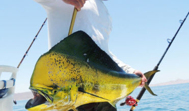 Loreto Fishing Charters | Reel Time Fishing
